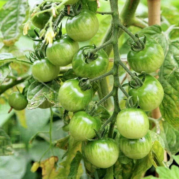 ໝາກເລັ່ນນ້ອຍສົ້ມ Small green tomatoes 200g pack (Barcode 50103098 ...